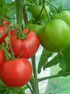 Training tomatoes for increased production and management. - Training ...